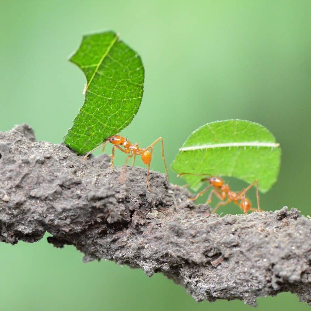 7 Steps to Get Rid of Ants in The Car (Easy & Safe Solutions)